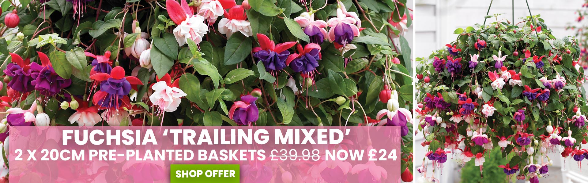 Suttons Seeds and Plants - Selling Quality Seeds Since 1806