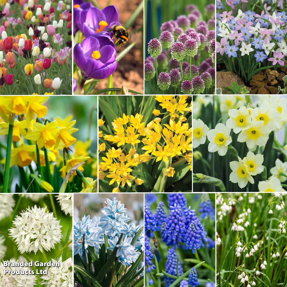 Spring Light Bulb Bundle