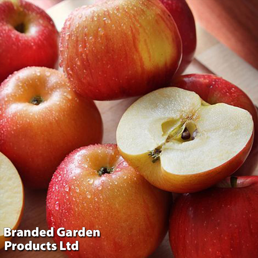 Apple 'Family Apple Tree' | Suttons