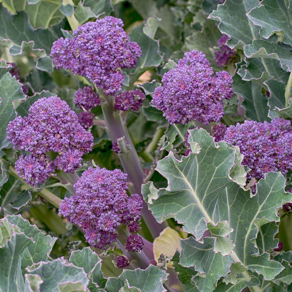 Broccoli (Sprouting) Seeds - Summer Purple | Suttons