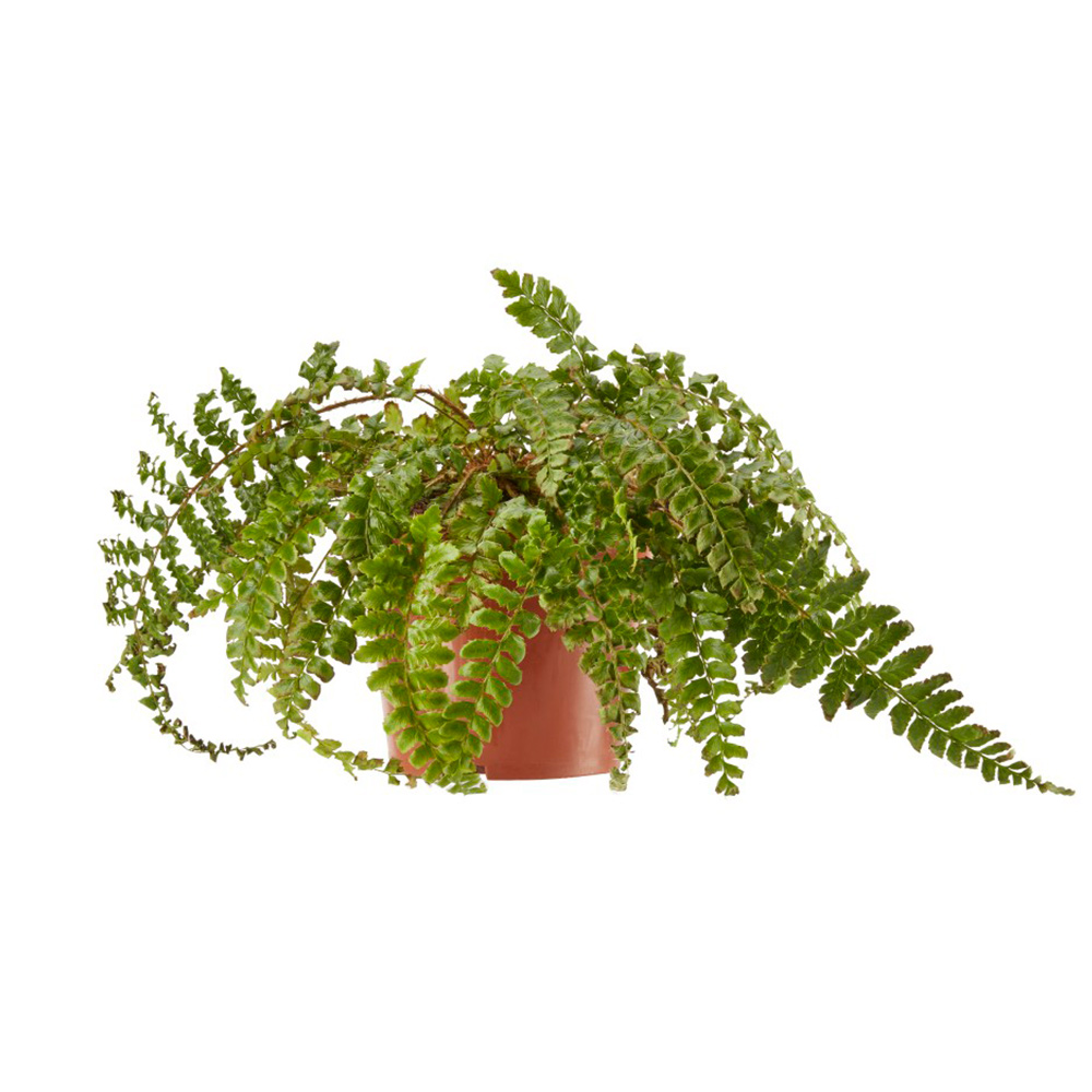 Fern Mix 14cm Pot x 1 | Suttons