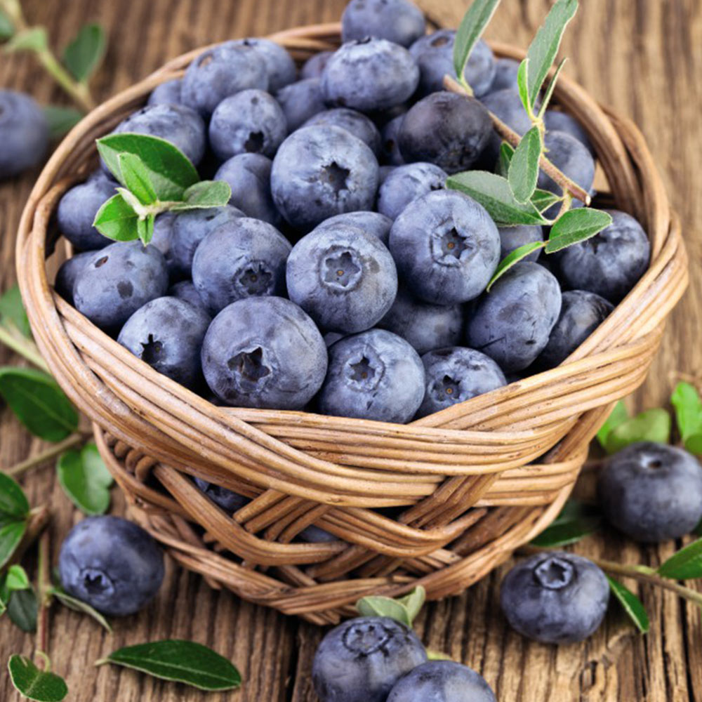 Blueberry Bluecrop ñ A self-fertile mid season blueberry plant | Suttons