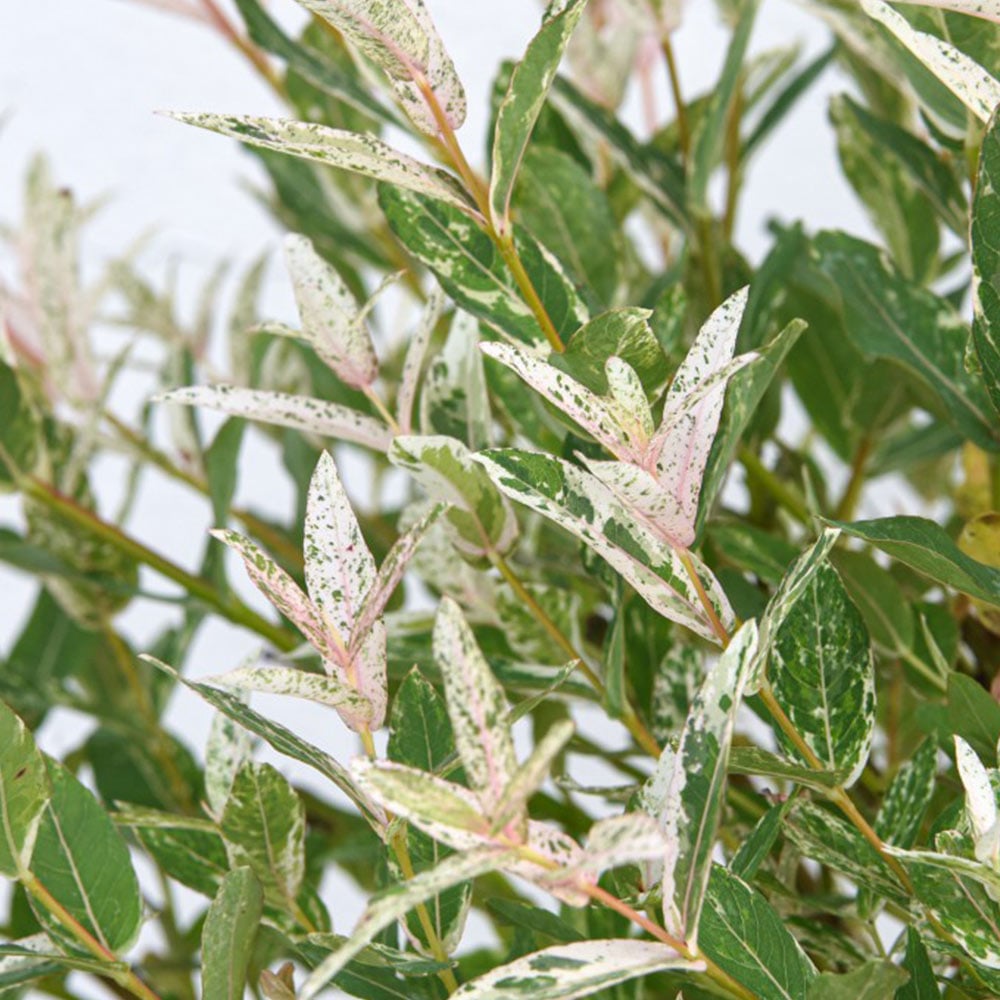 Salix integra 'Hakuro-nishiki' | Suttons