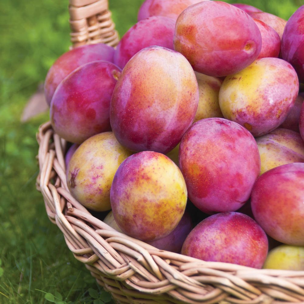 Plum (Prunus) Victoria Patio Standard (St Julien) | Suttons