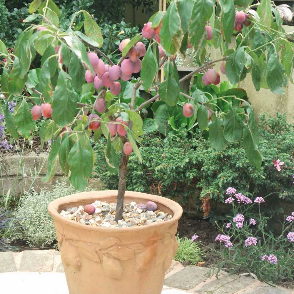 Plum (Prunus) Victoria Patio Standard (St Julien) | Suttons