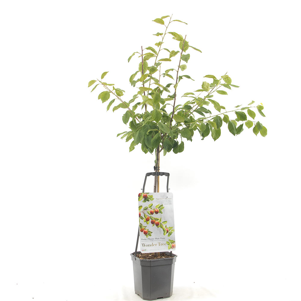 Plum (Prunus) Victoria Patio Standard (St Julien) | Suttons