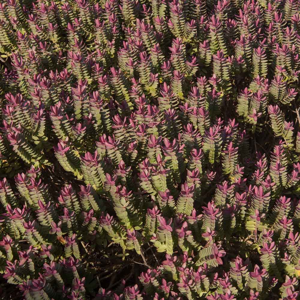 Hebe Albicans Super Red - Shrubby Veronica - Hardy Shrub | Suttons