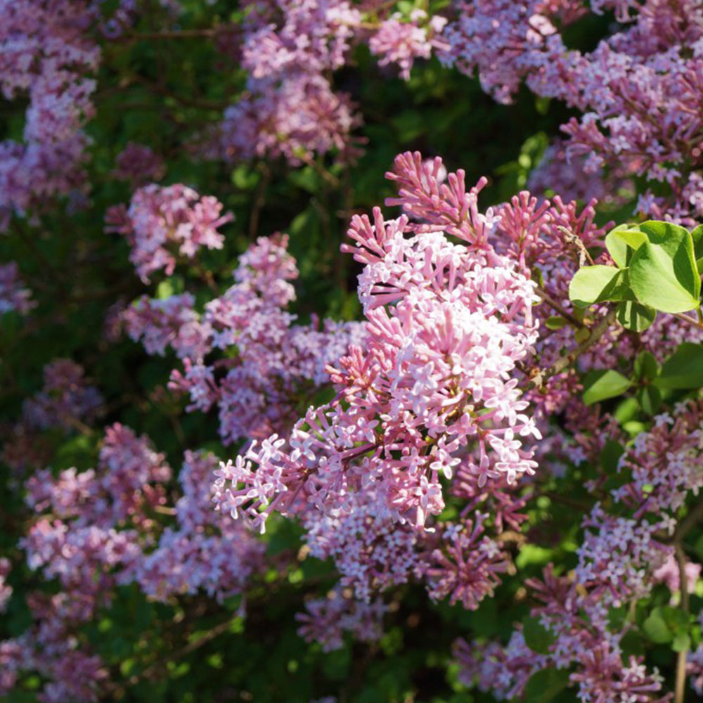 Lilac (Syringa) Bloomerang Pink Perfume | Suttons