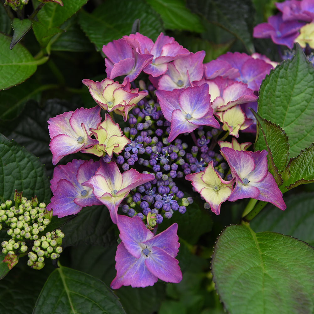 Hydrangea Black Diamonds Shining Angel | Suttons