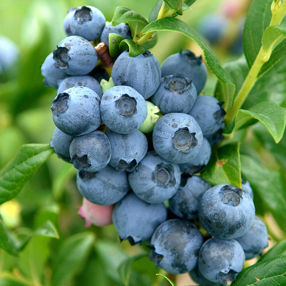 Blueberry Reka | Suttons
