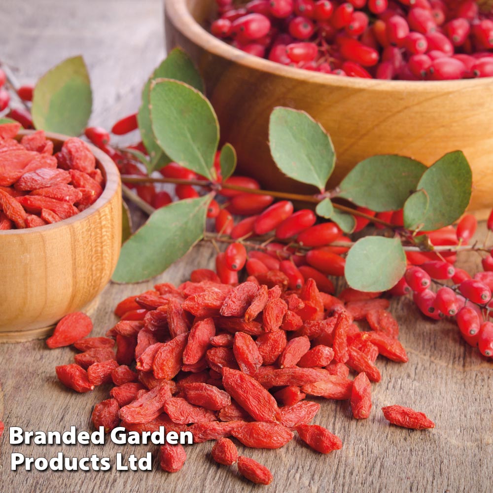 Goji Berry 'Synthia' | Suttons
