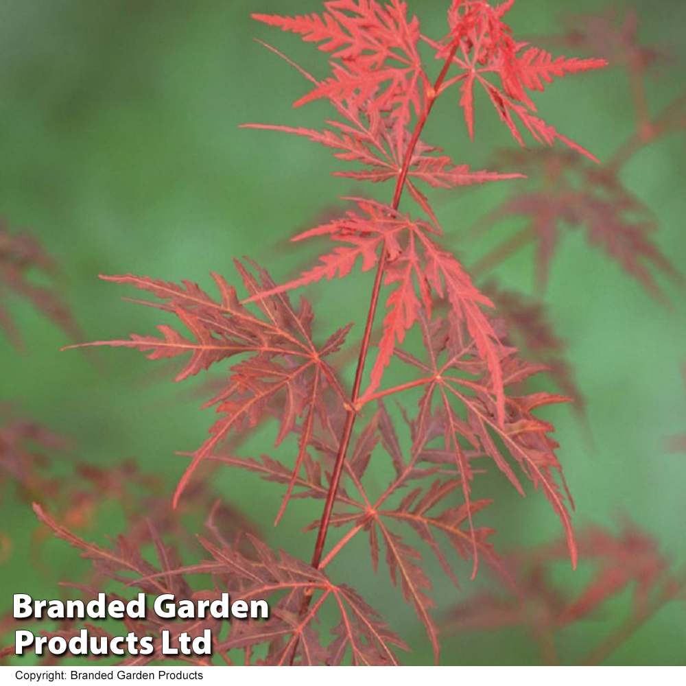 Acer palmatum 'Firecracker' | Suttons