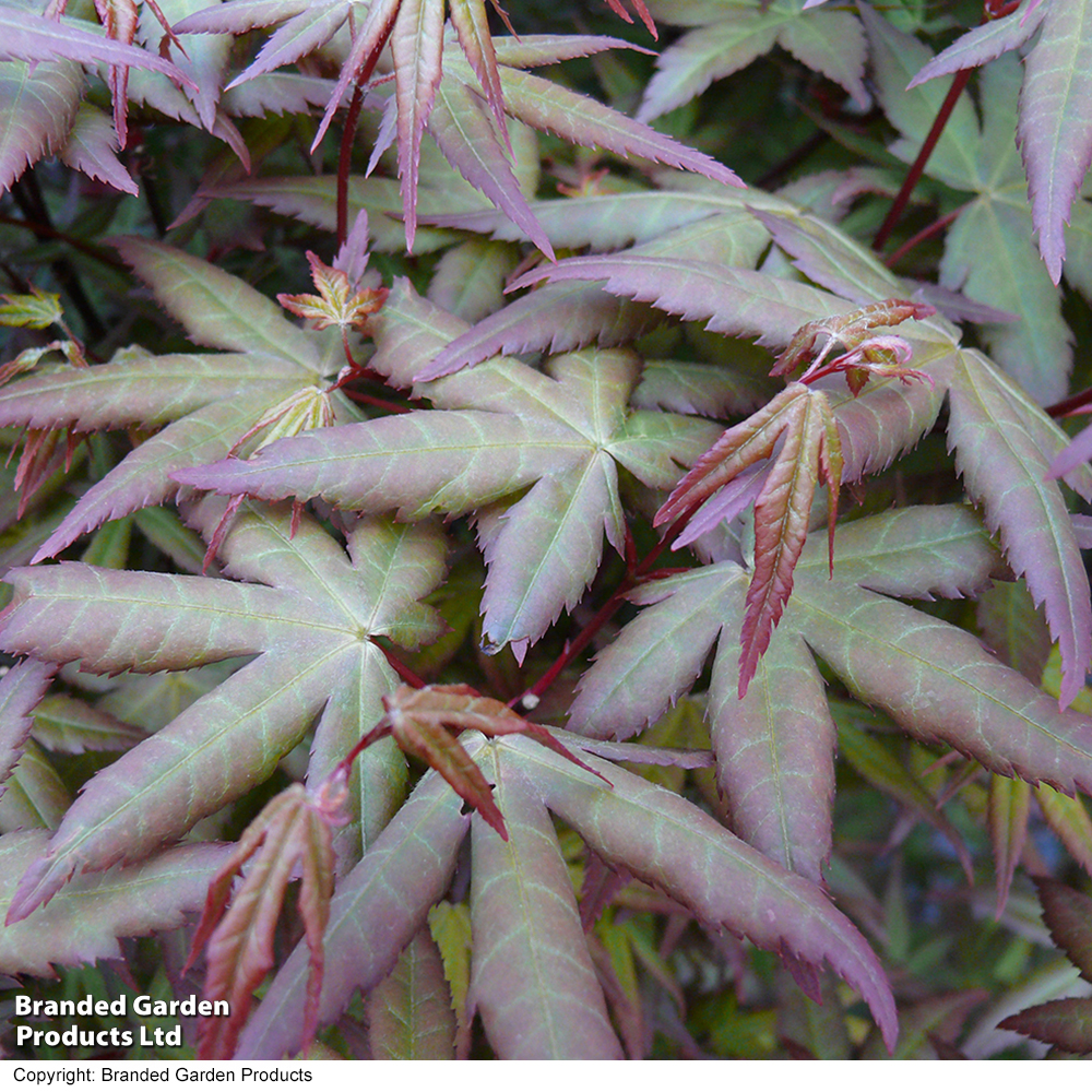 Acer palmatum 'Redwine'