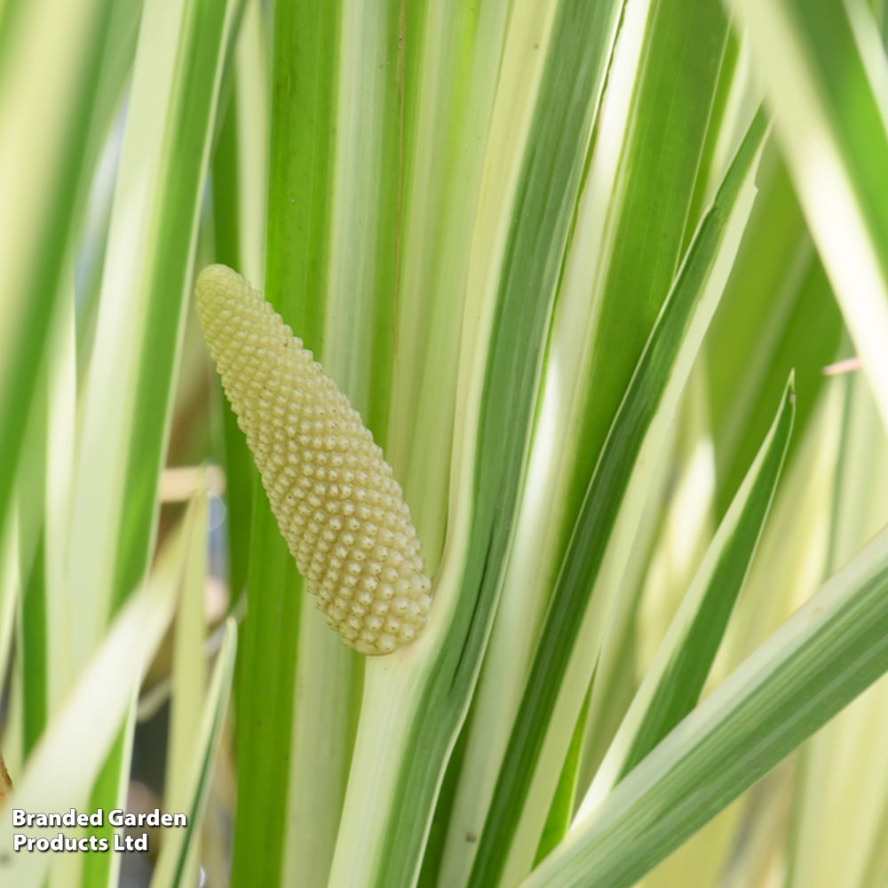Acorus calamus 'Variegata' (Marginal Aquatic)