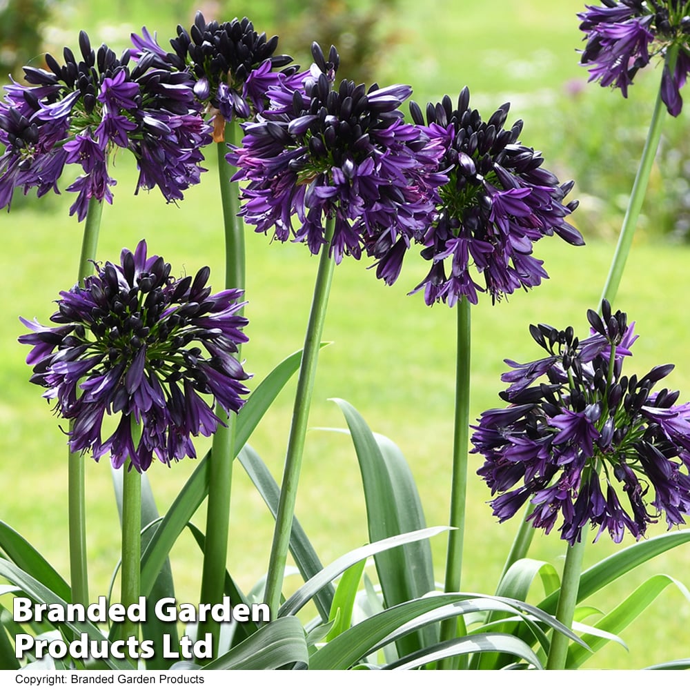 Agapanthus 'Black Jack' | Suttons