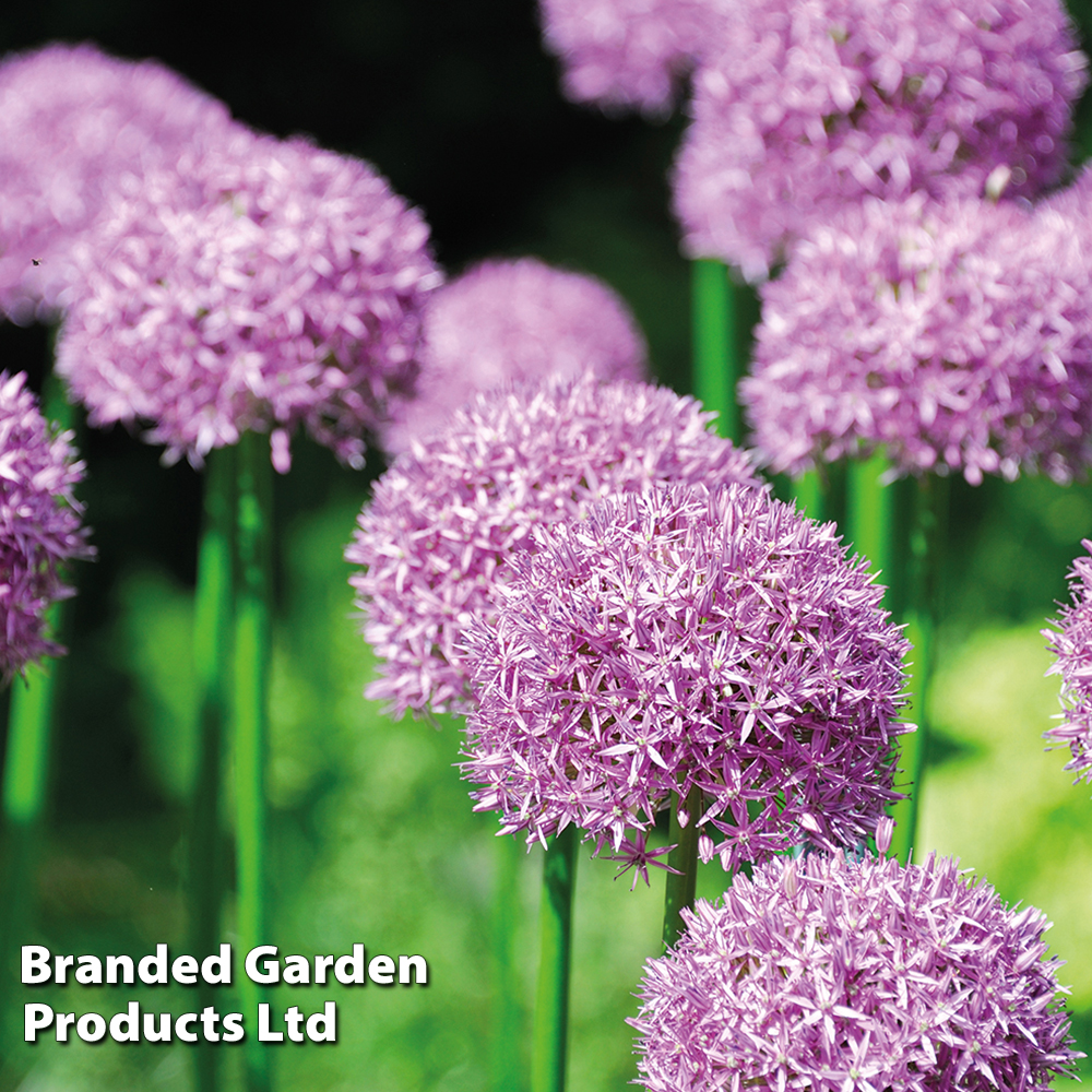 Allium 'Purple Sensation' | Suttons