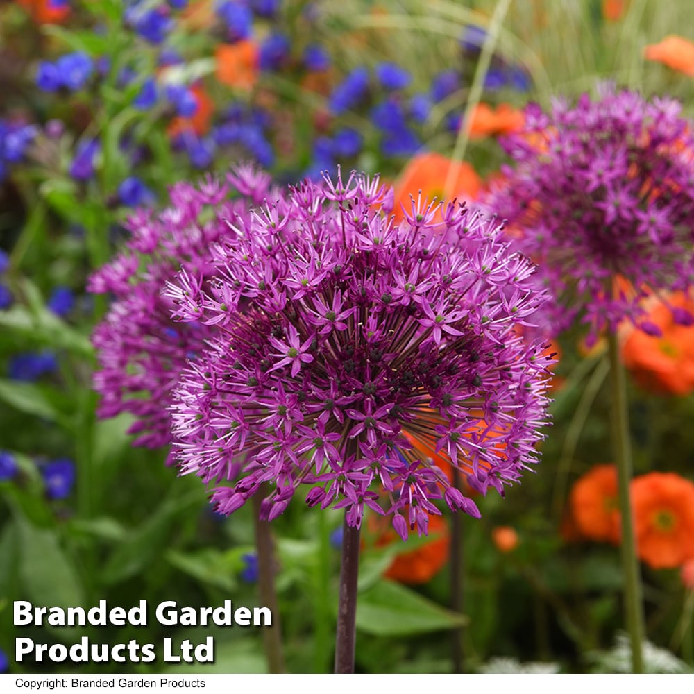 Allium 'Purple Sensation' | Suttons