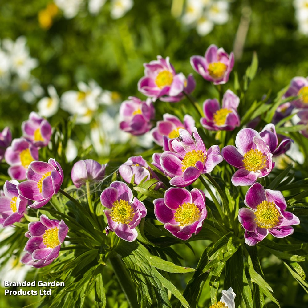 Anemone multifida 'Rubra'