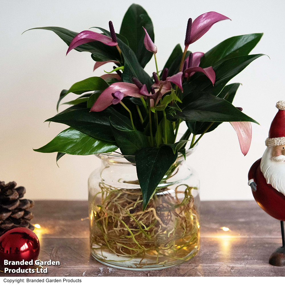Anthurium Aqua - Gift | Suttons