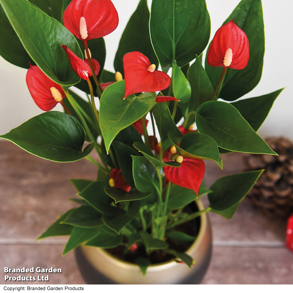 Anthurium 'Million Flower' - Gift