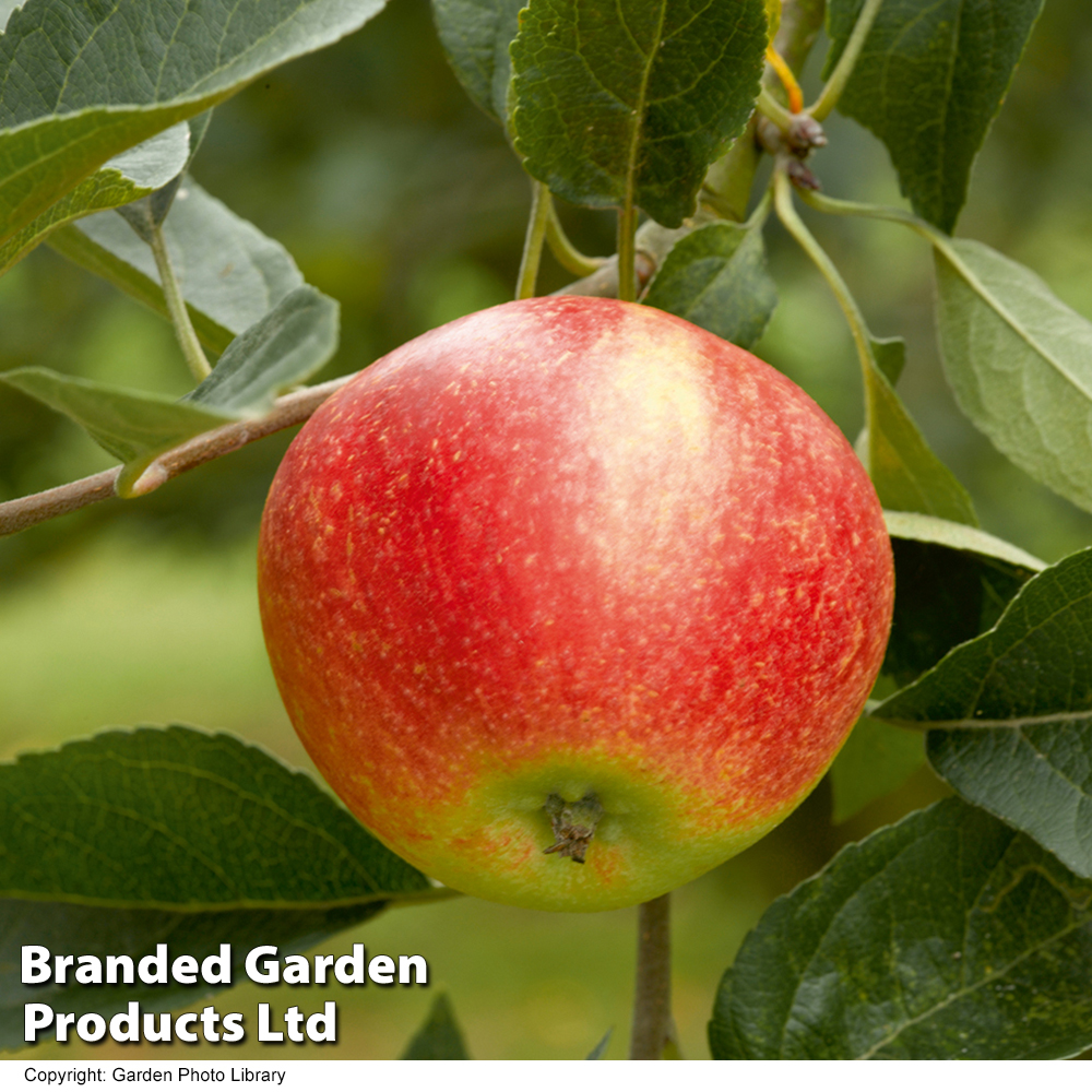 Apple (Malus) Adams Pearmain Organic | Suttons