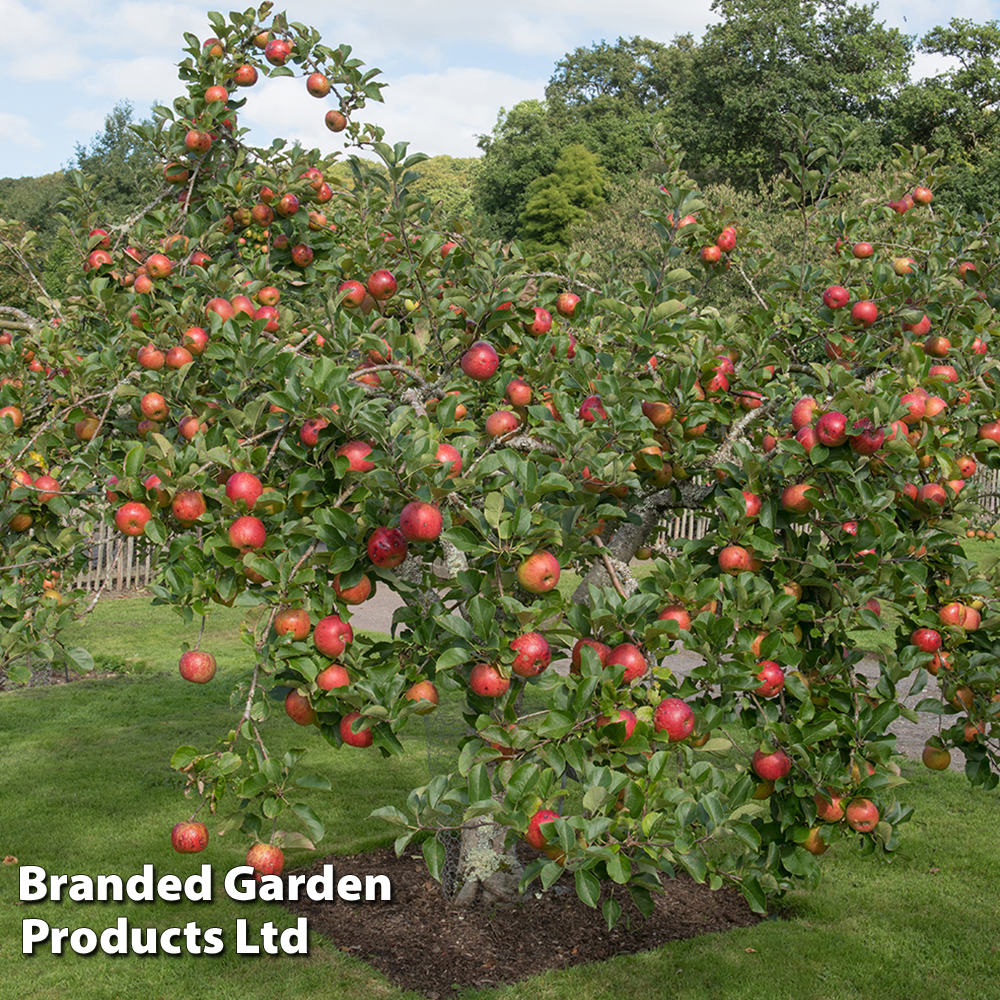 Apple 'Lord Lambourne' | Suttons