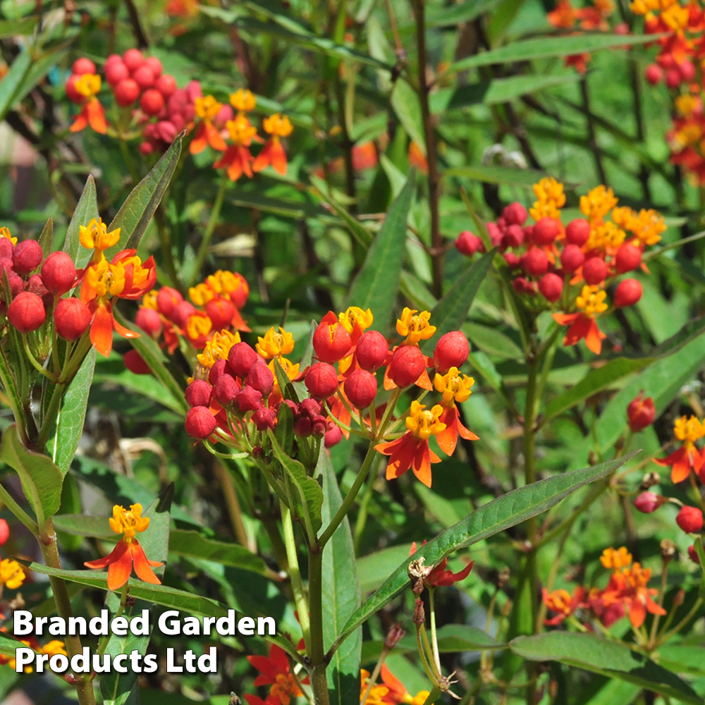 Asclepias tuberosa | Suttons
