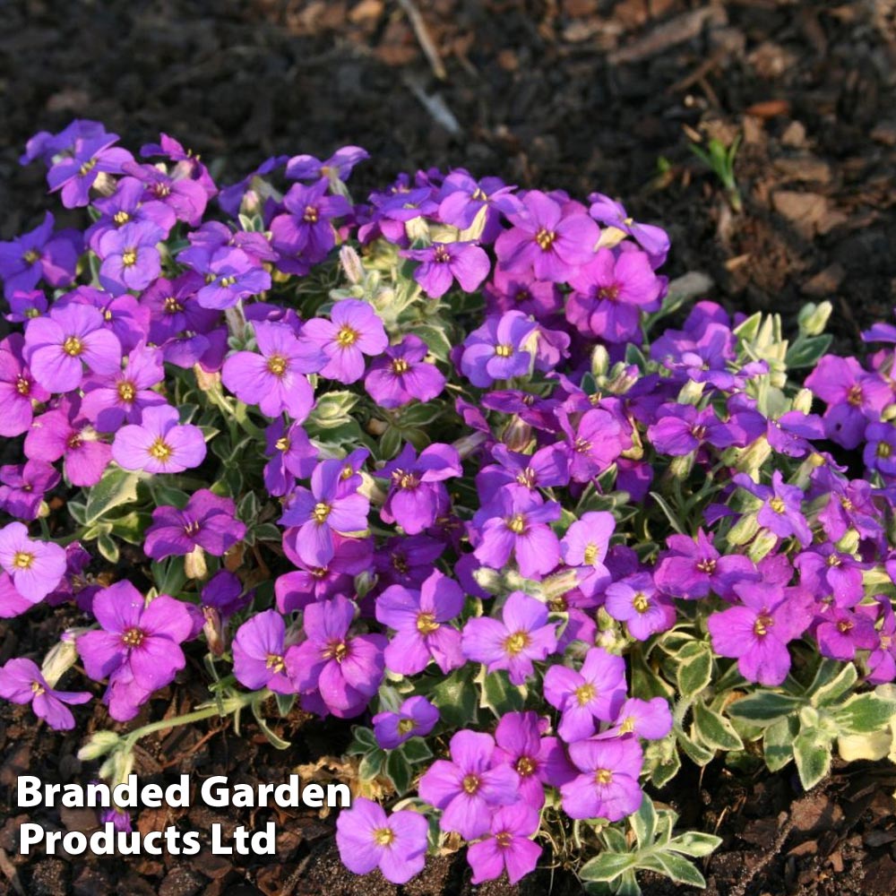 Aubrieta 'Dr. Mules Variegata' | Suttons