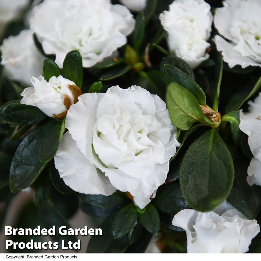 Azalea 'White-flowered' - Gift | Suttons