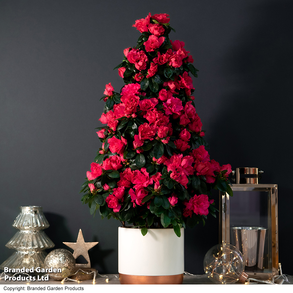 Christmas Azalea Tree - Gift | Suttons