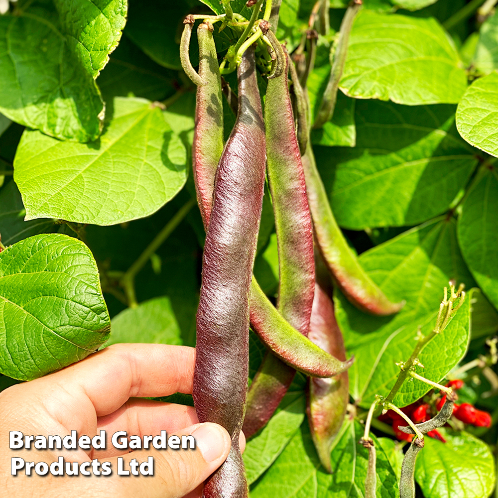 Runner Bean 'Black Knight' | Suttons