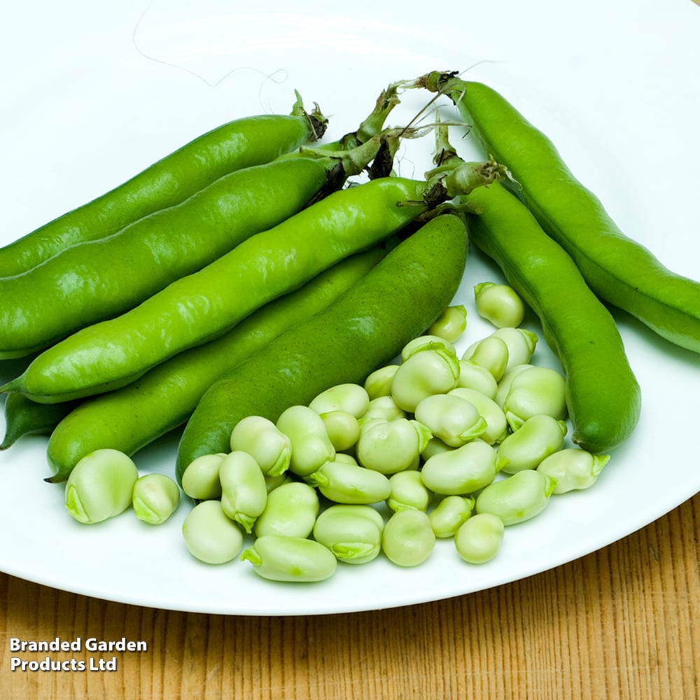 Broad Bean 'Statissa' - Gourmet Veg Seeds