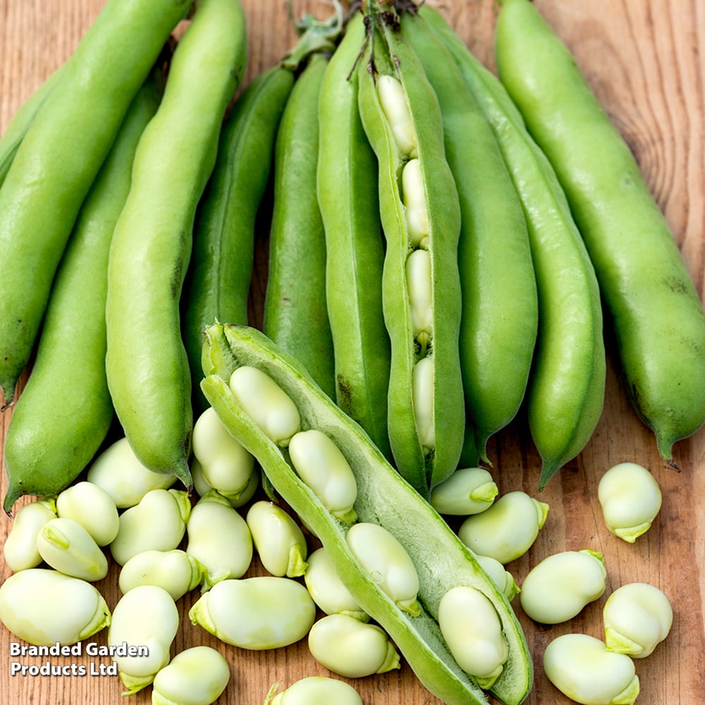Broad Bean 'Statissa' - Gourmet Veg Seeds | Suttons