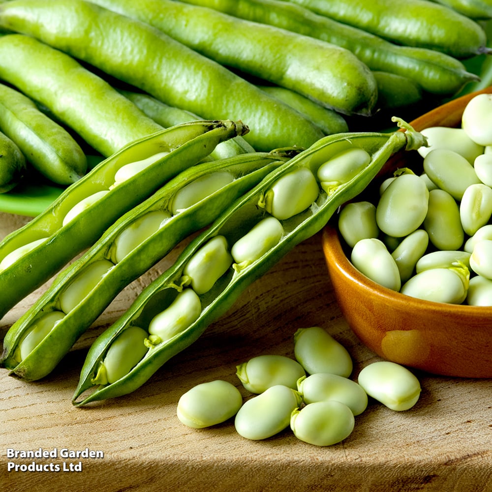 Broad Bean 'Statissa' - Gourmet Veg Seeds