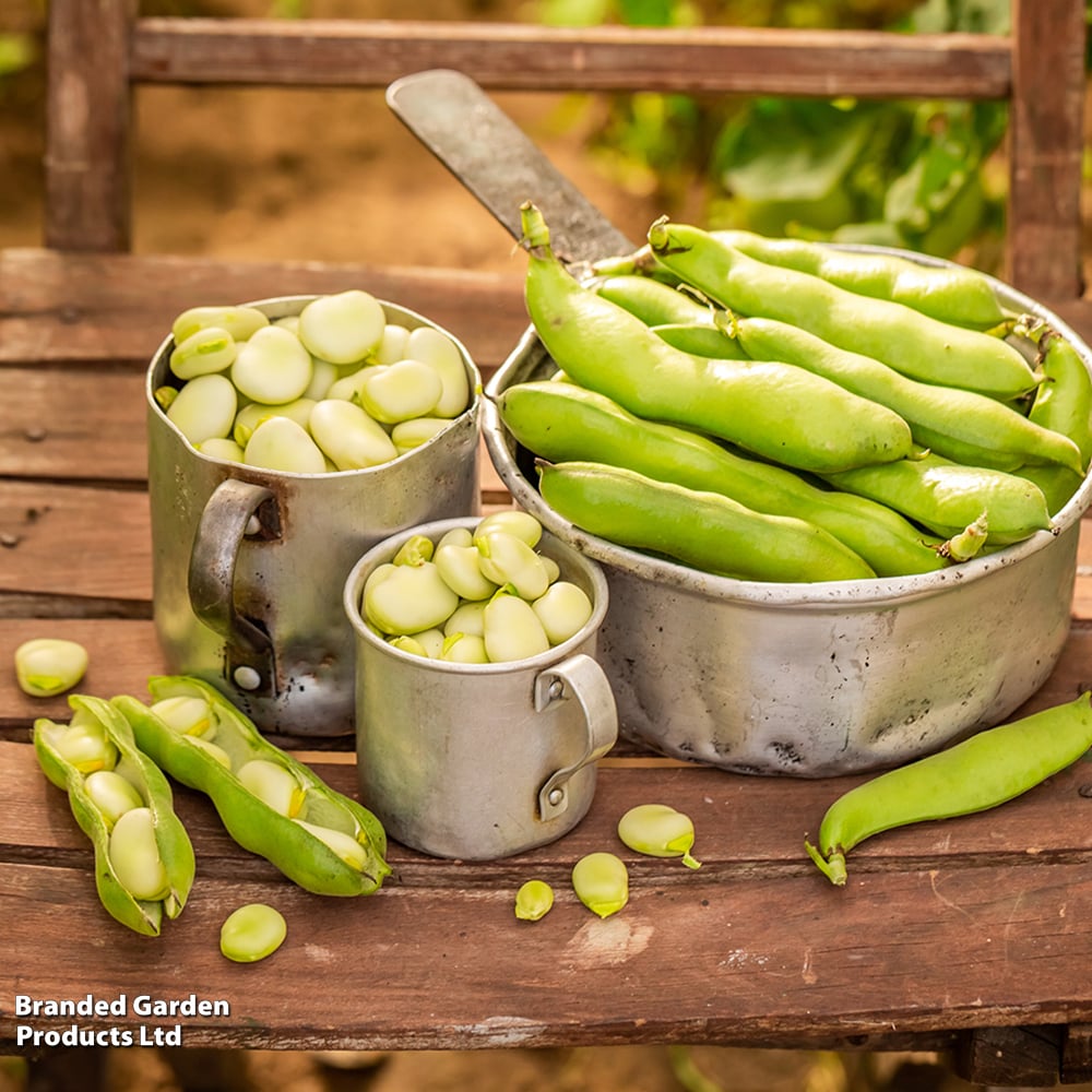 Broad Bean 'Statissa' - Gourmet Veg Seeds