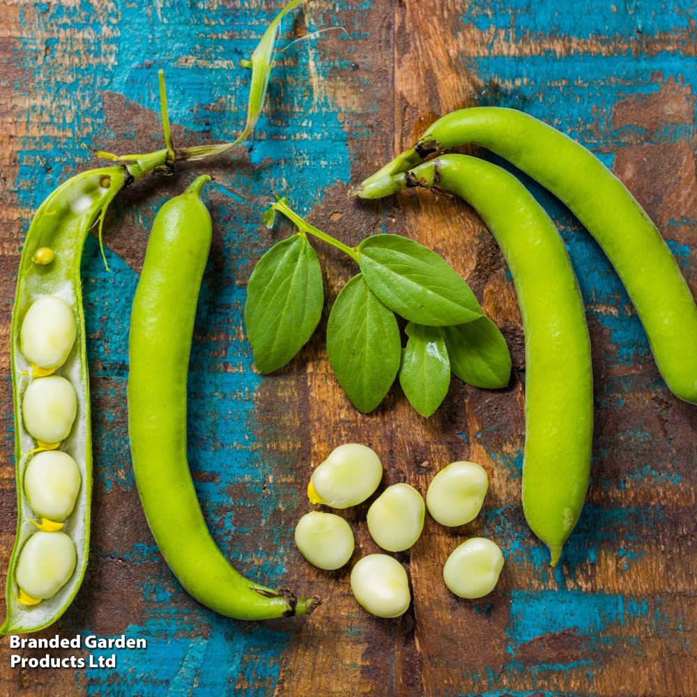 Broad Bean 'Statissa' - Gourmet Veg Seeds