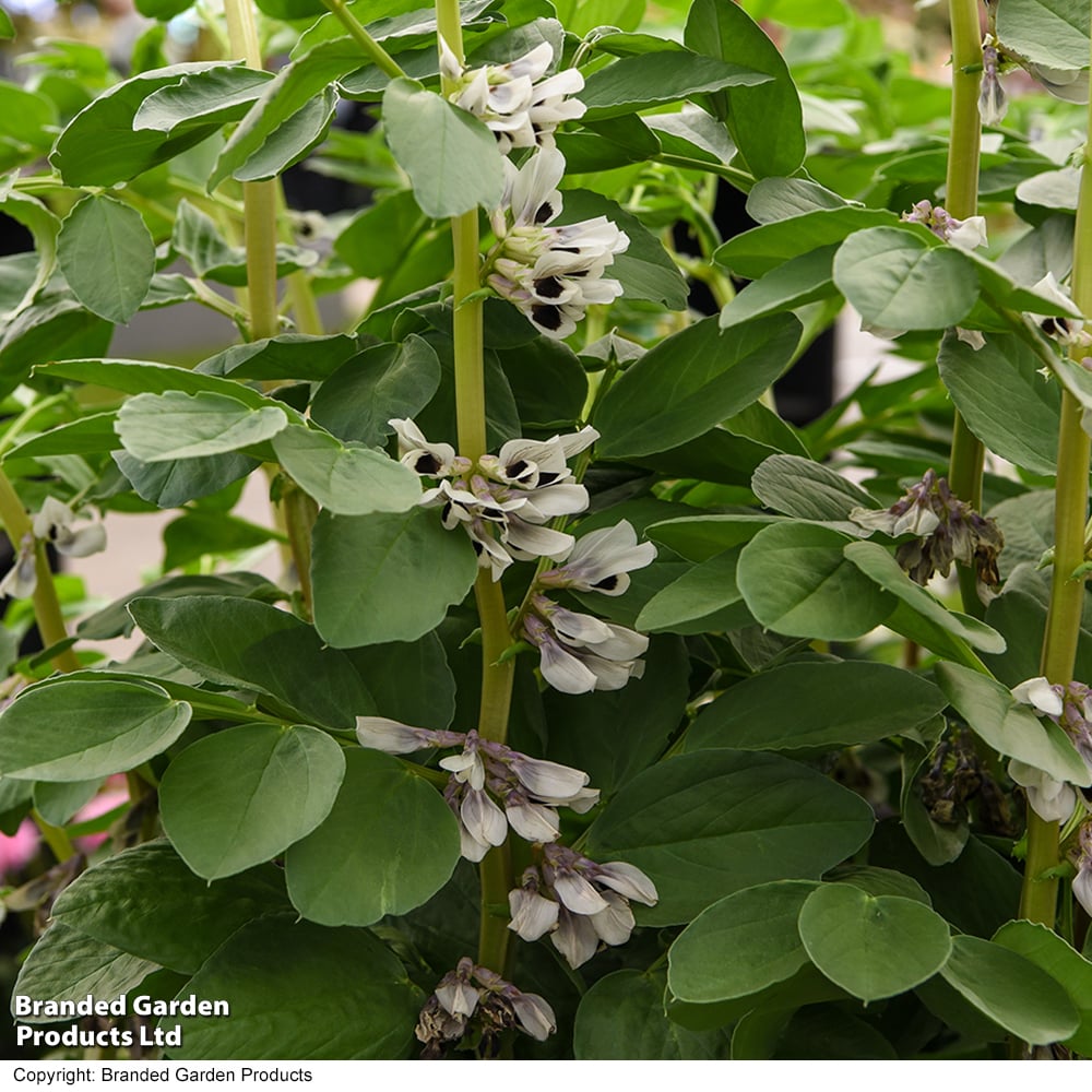 Broad Bean 'De Monica' - Gourmet Veg Seeds