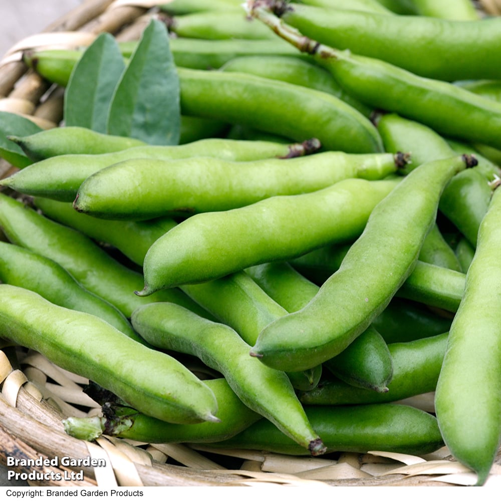 Broad Bean 'Statissa' - Gourmet Veg Seeds