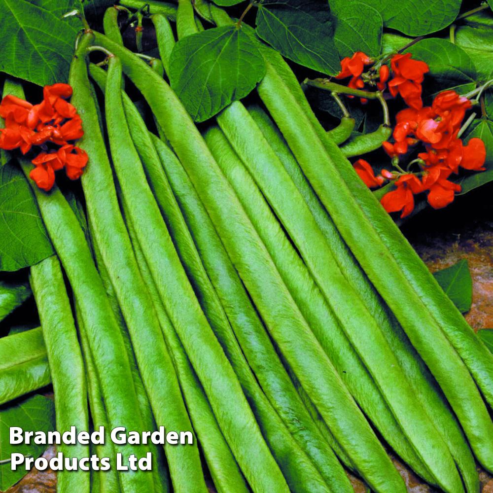 Runner Bean 'Lady Di' - Seeds | Suttons