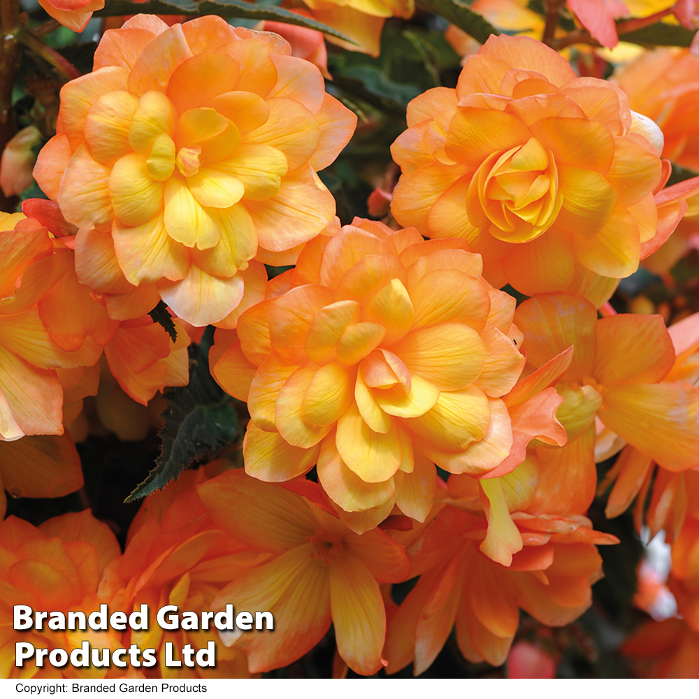 Begonia 'Apricot Shades' Pre-Planted Baskets | Suttons