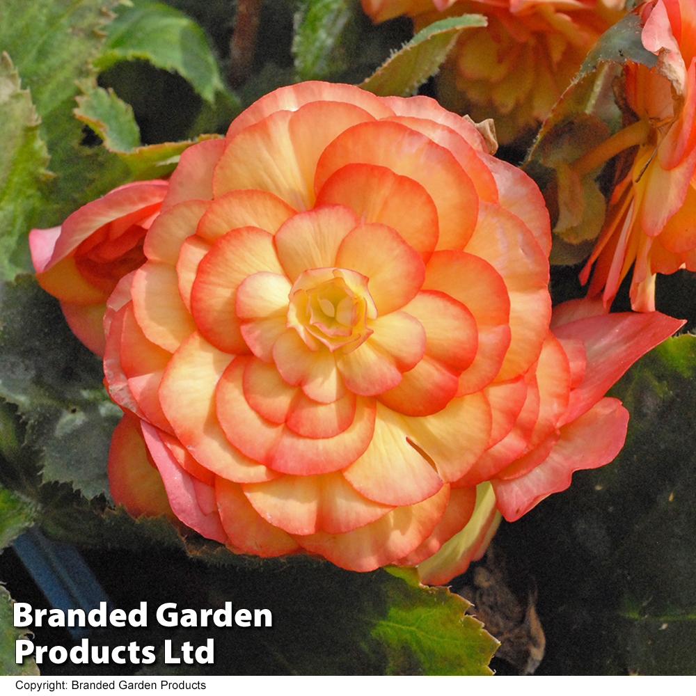 Begonia 'Majestic New Sunburst Mixed'