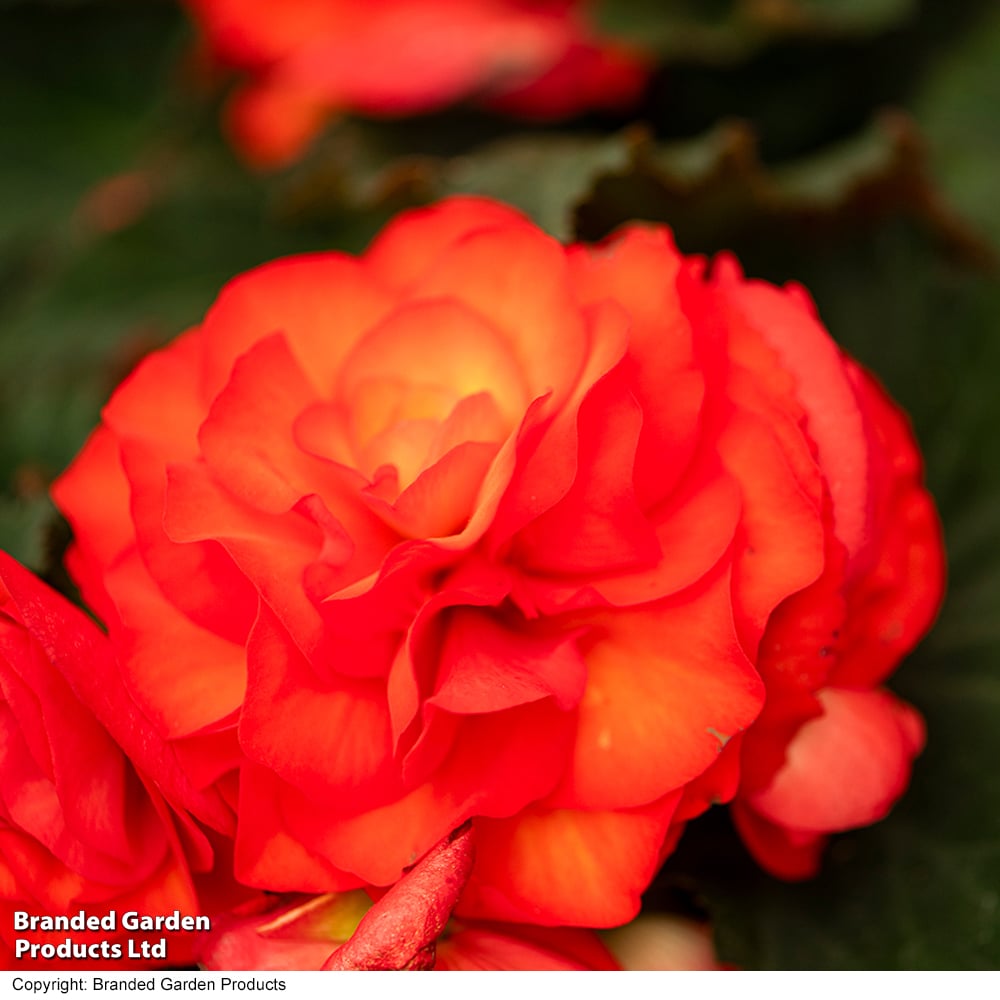 Begonia 'Nonstop Flame'