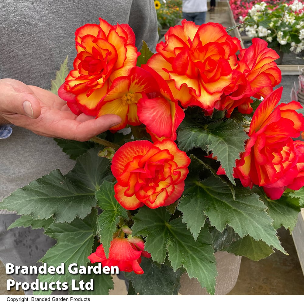 Begonia 'Majestic New Sunburst Mixed'