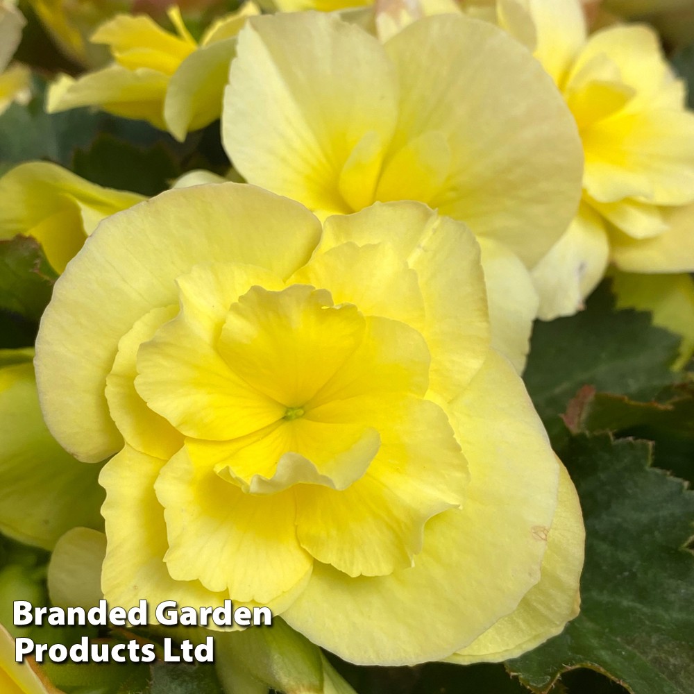 Begonia 'Sunpleasures® Yellow' | Suttons