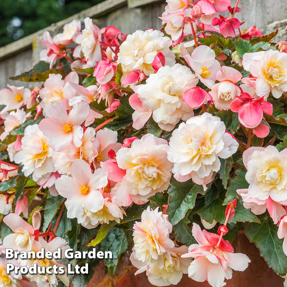 Begonia 'Sweet Spice Appleblossom' | Suttons