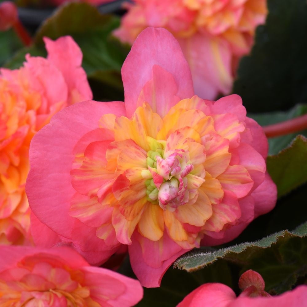 Begonia 'Sweet n Spice' Duo | Suttons