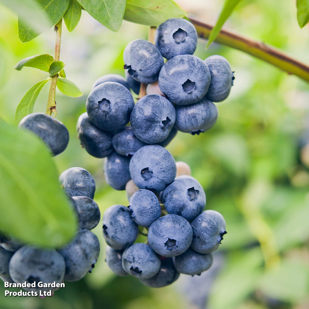 Blueberry 'Duke'