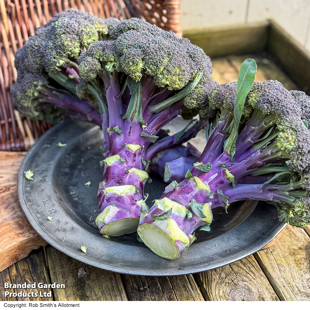 Broccoli 'Purple Magic' F1 - Seeds