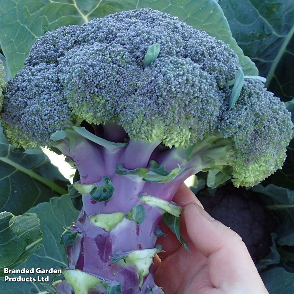 Broccoli 'Purple Magic' F1 - Seeds