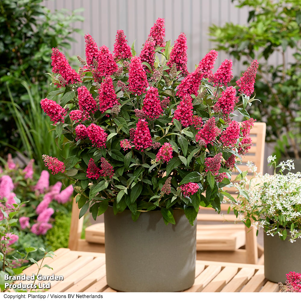 Buddleja 'Butterfly Candy Little Bubblegum'